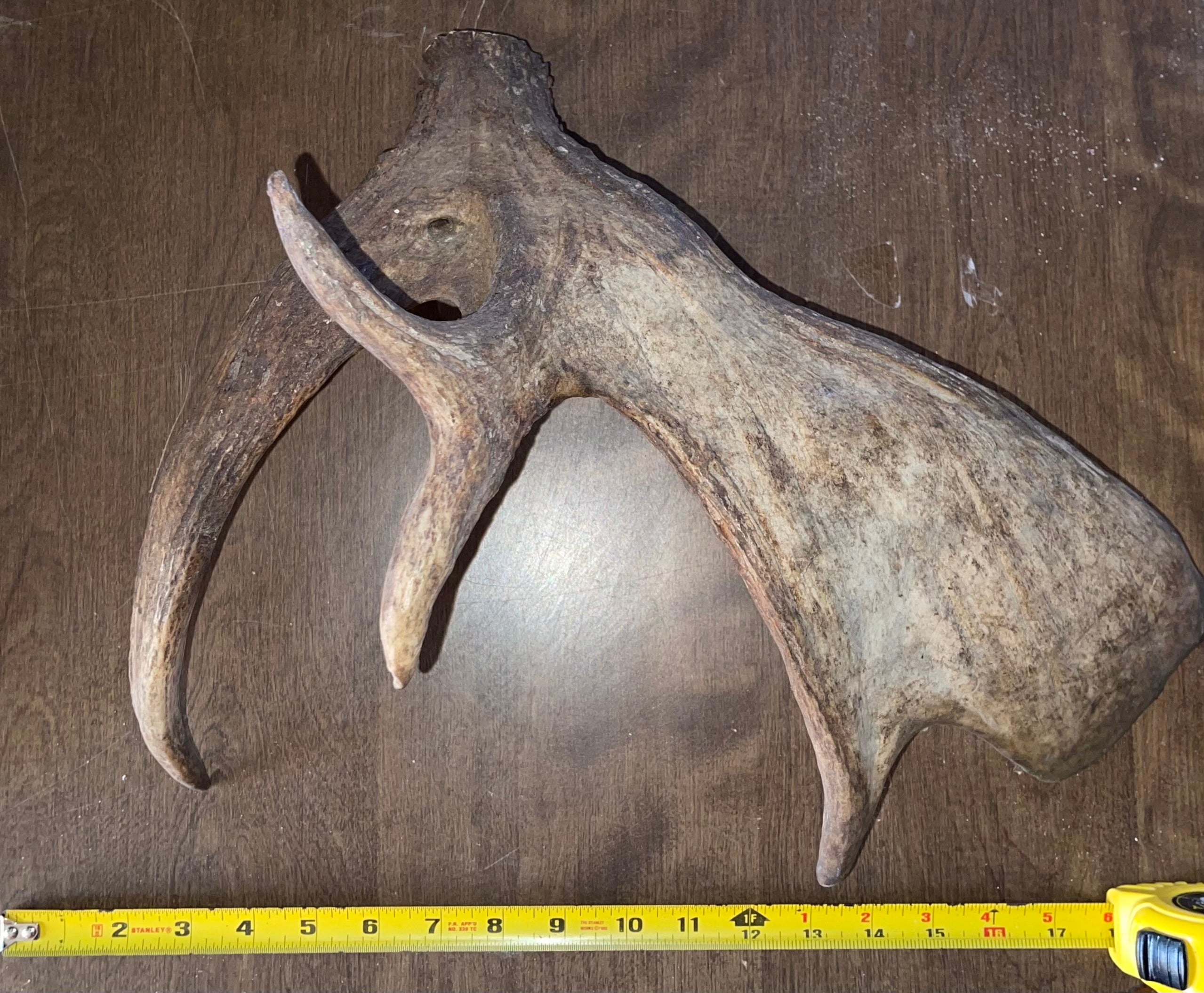 April20 Moose Shed – Got-A-Antler