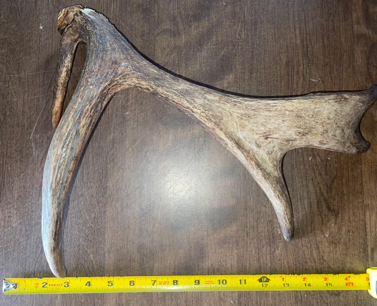 Feb4 Moose Shed – Got-A-Antler