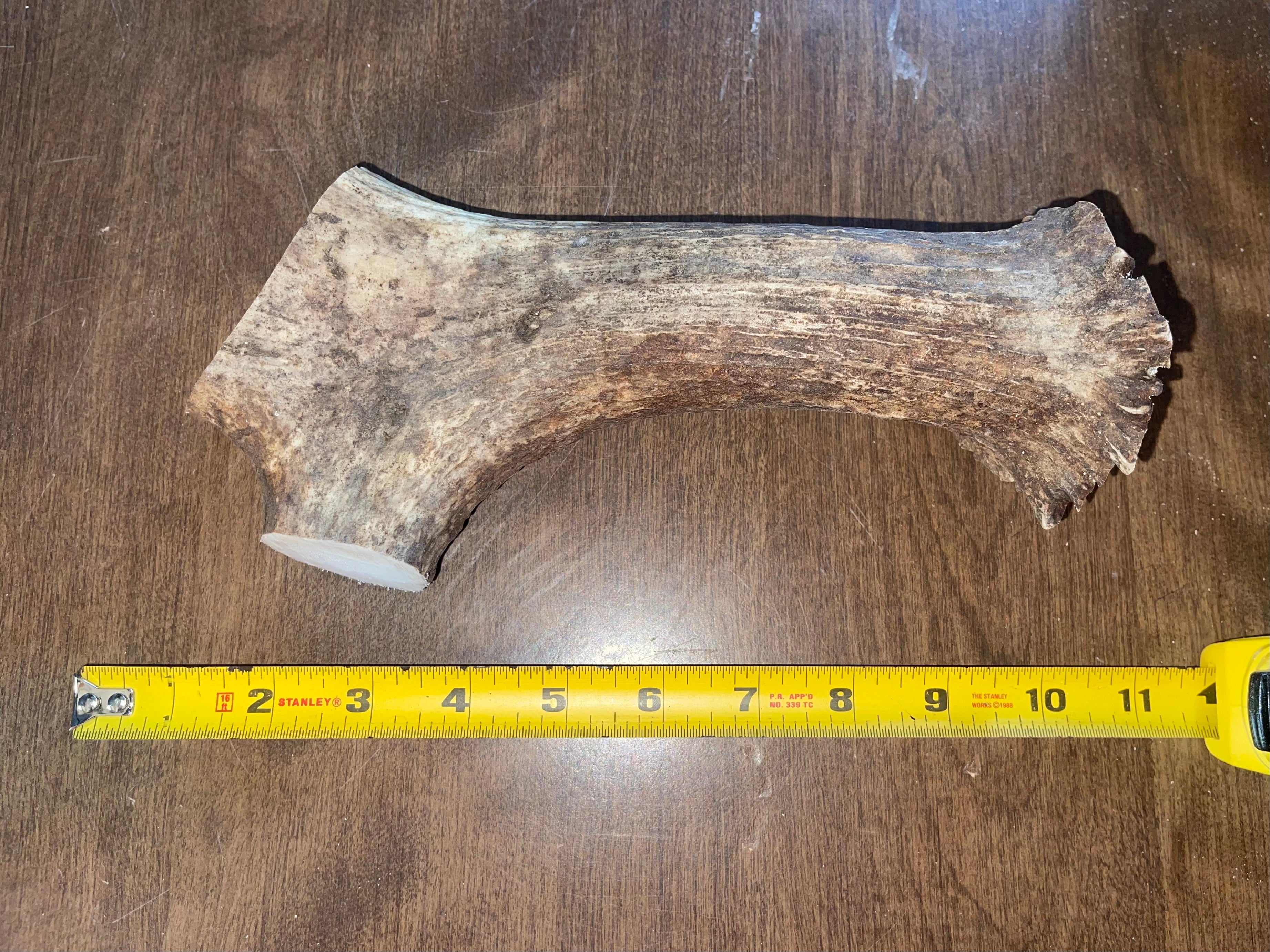 June-31 Monster Moose Beam XL – Got-A-Antler