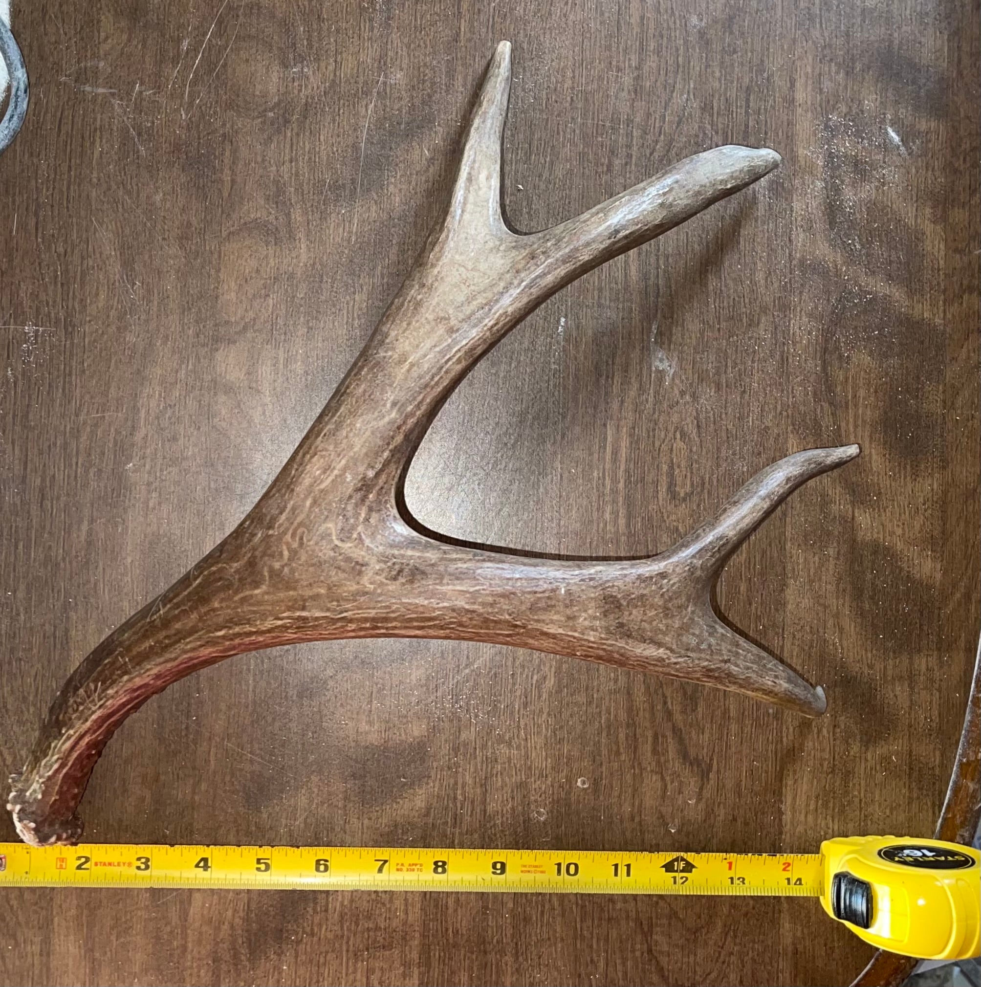 June-35 Mule Deer Shed – Got-A-Antler